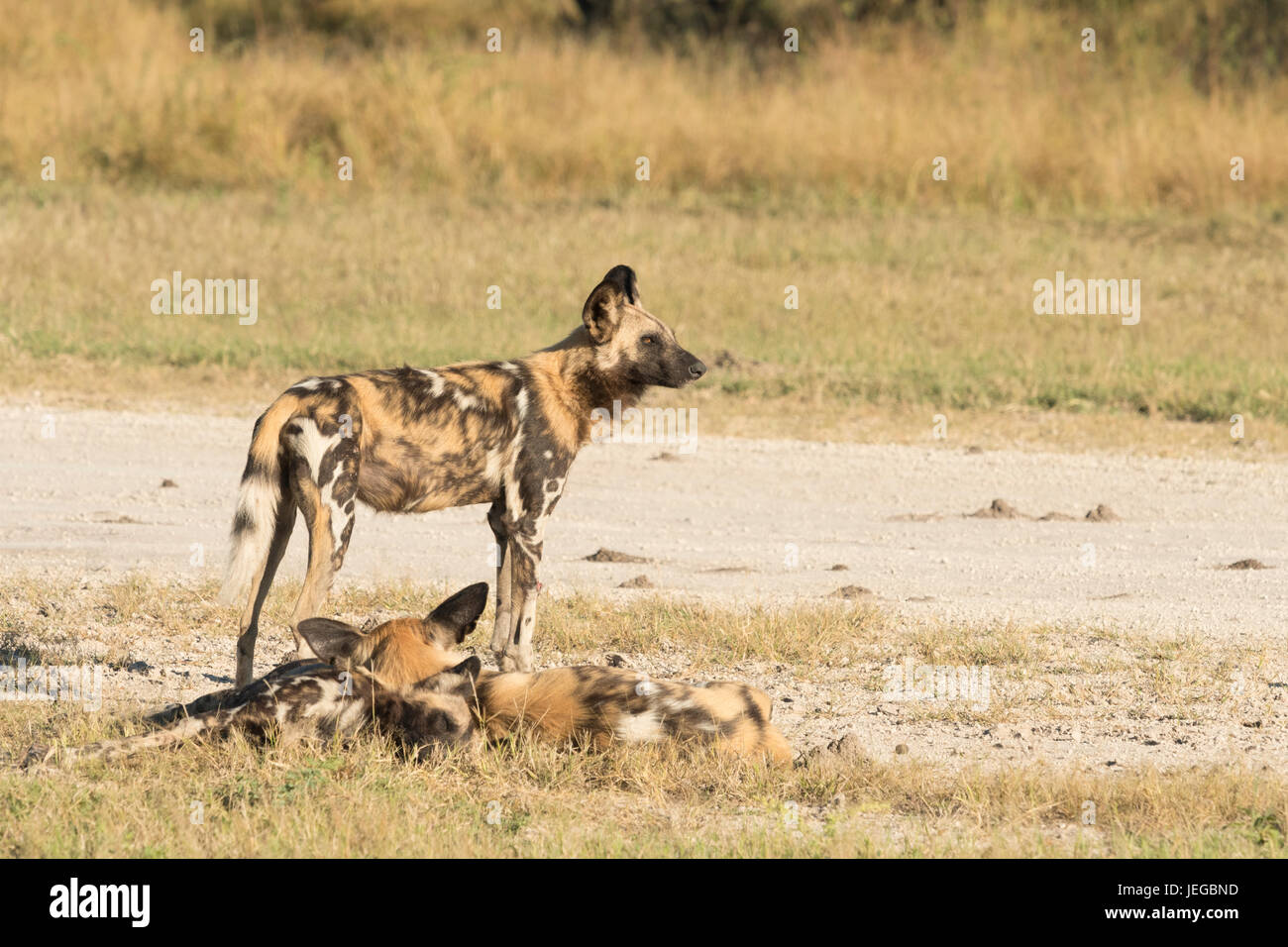 Cape hunting dogs, african wild dogs just waking up Stock Photo - Alamy