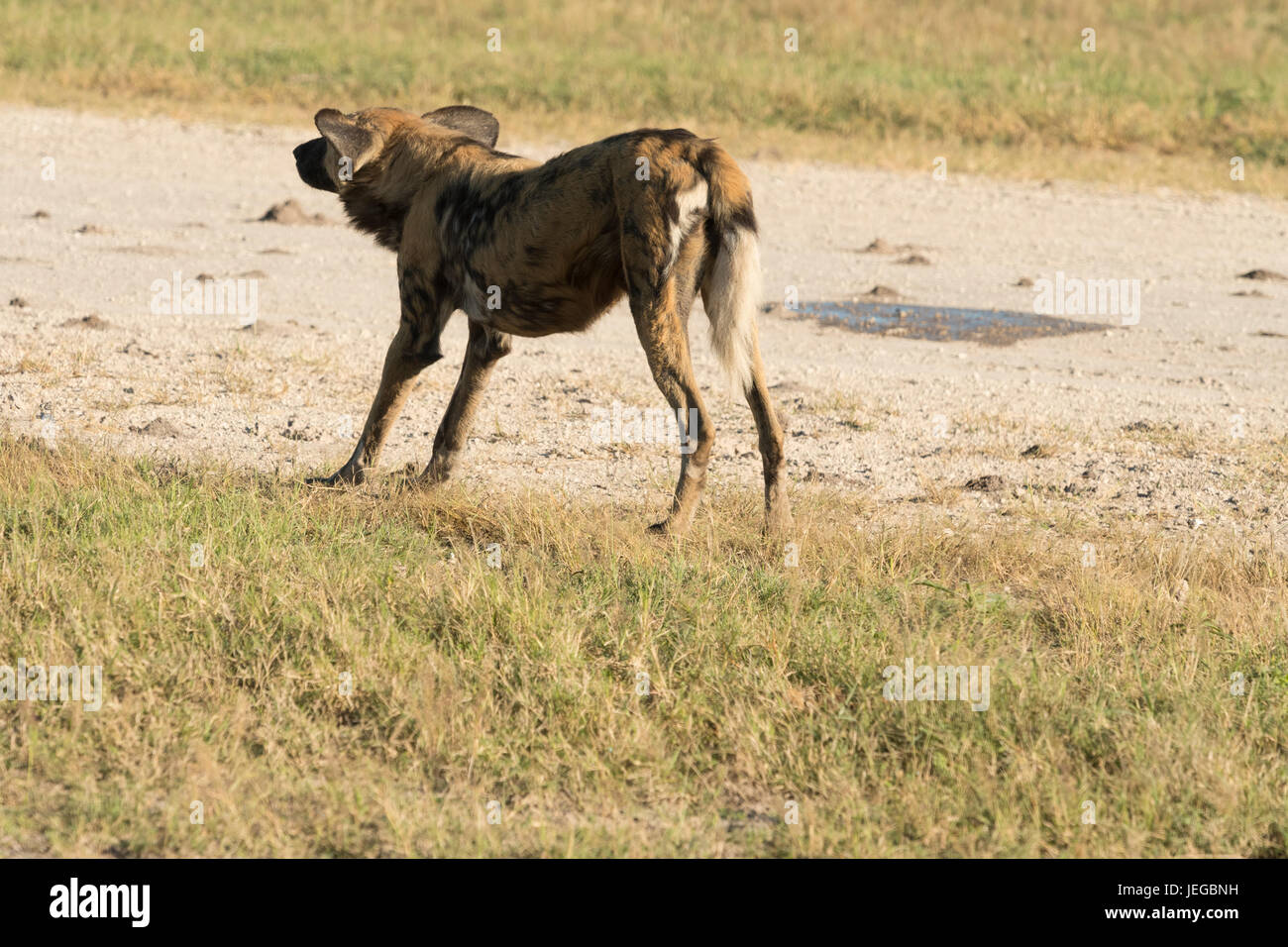Cape hunting dogs, african wild dogs Stock Photo - Alamy