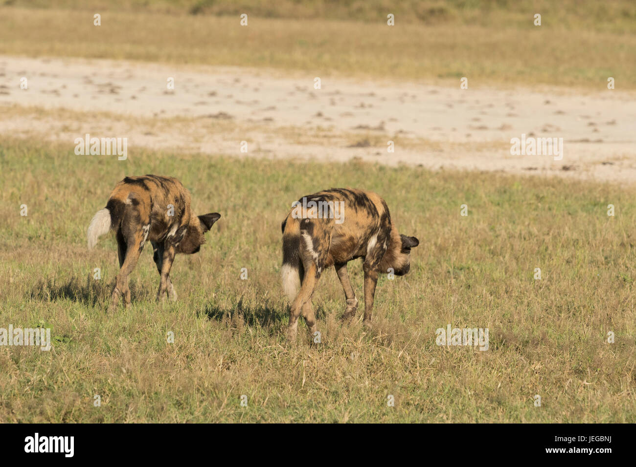 Cape hunting dogs, african wild dogs Stock Photo - Alamy