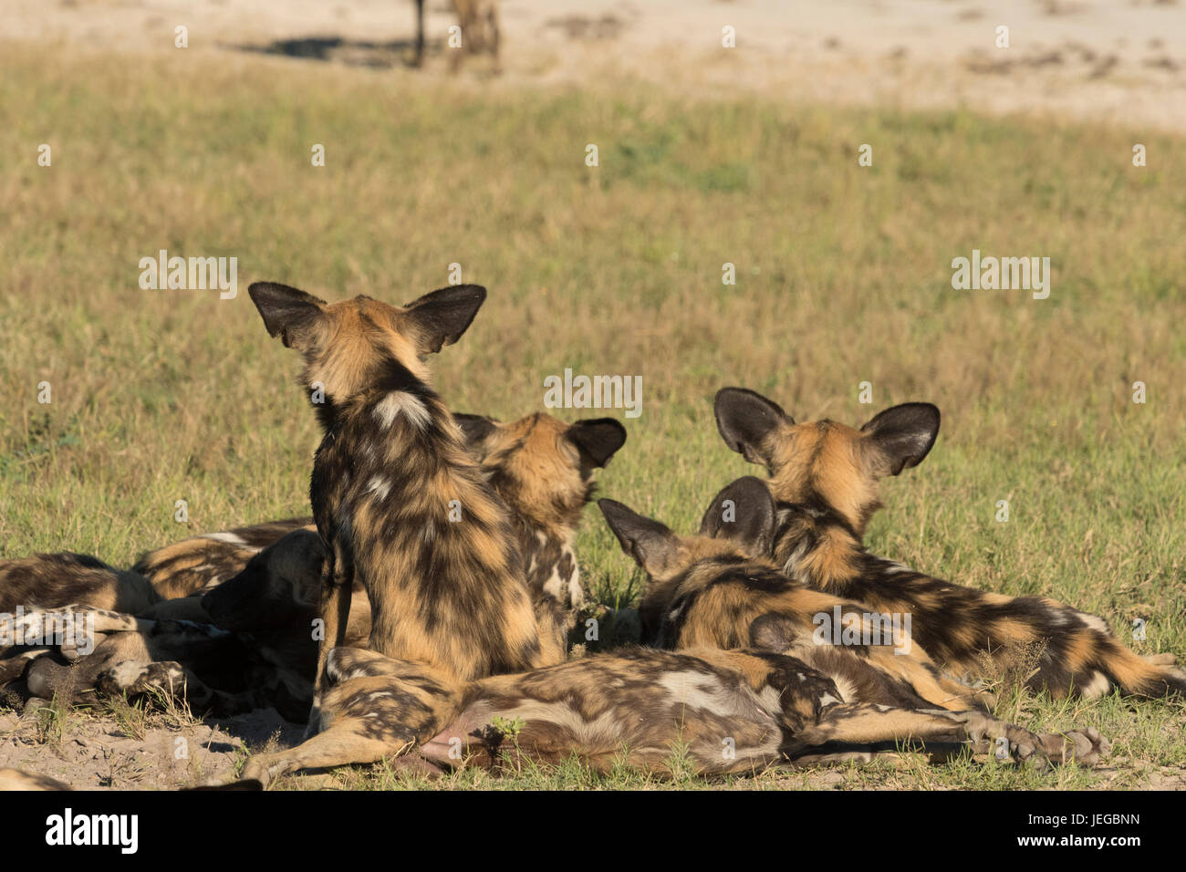 Cape hunting dogs, african wild dogs Stock Photo - Alamy