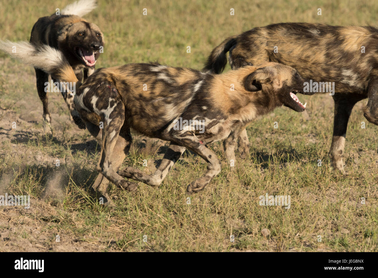Cape hunting dogs, african wild dogs Stock Photo - Alamy