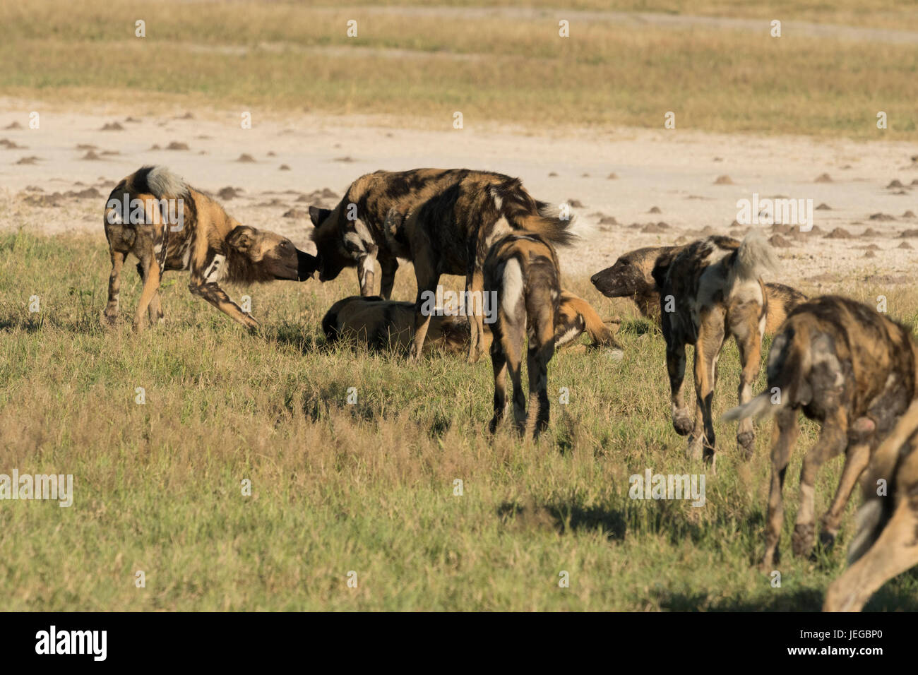 Leopard in tree Stock Photo - Alamy