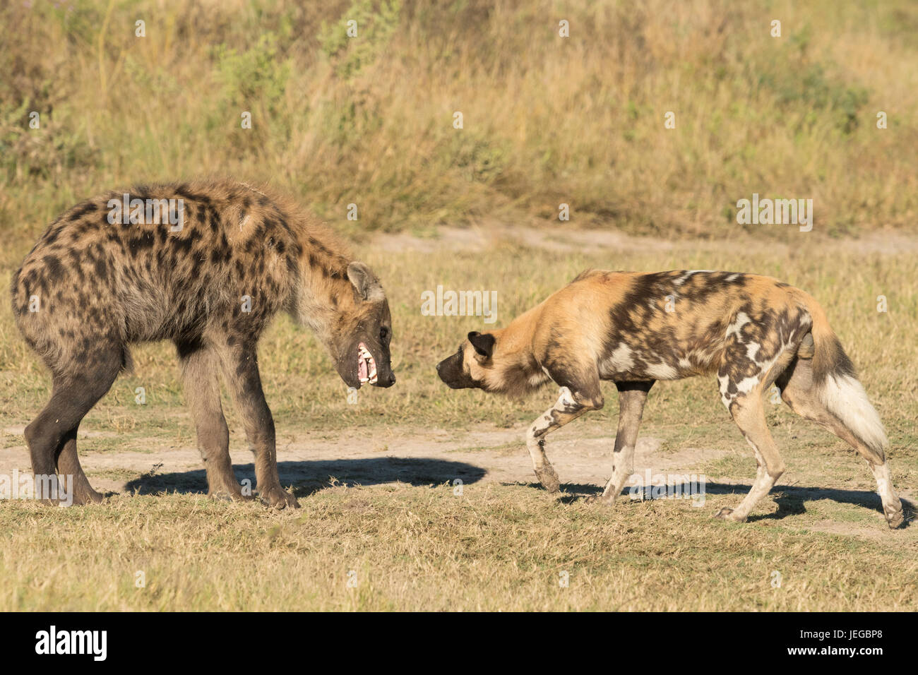 African wild dog pack hi-res stock photography and images - Alamy