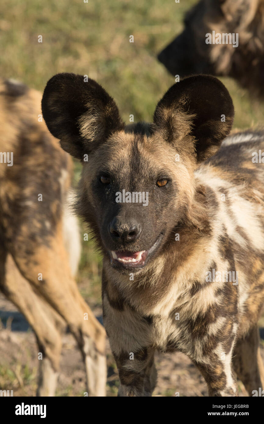 African wild cape hunting dogs hunting Stock Photo - Alamy