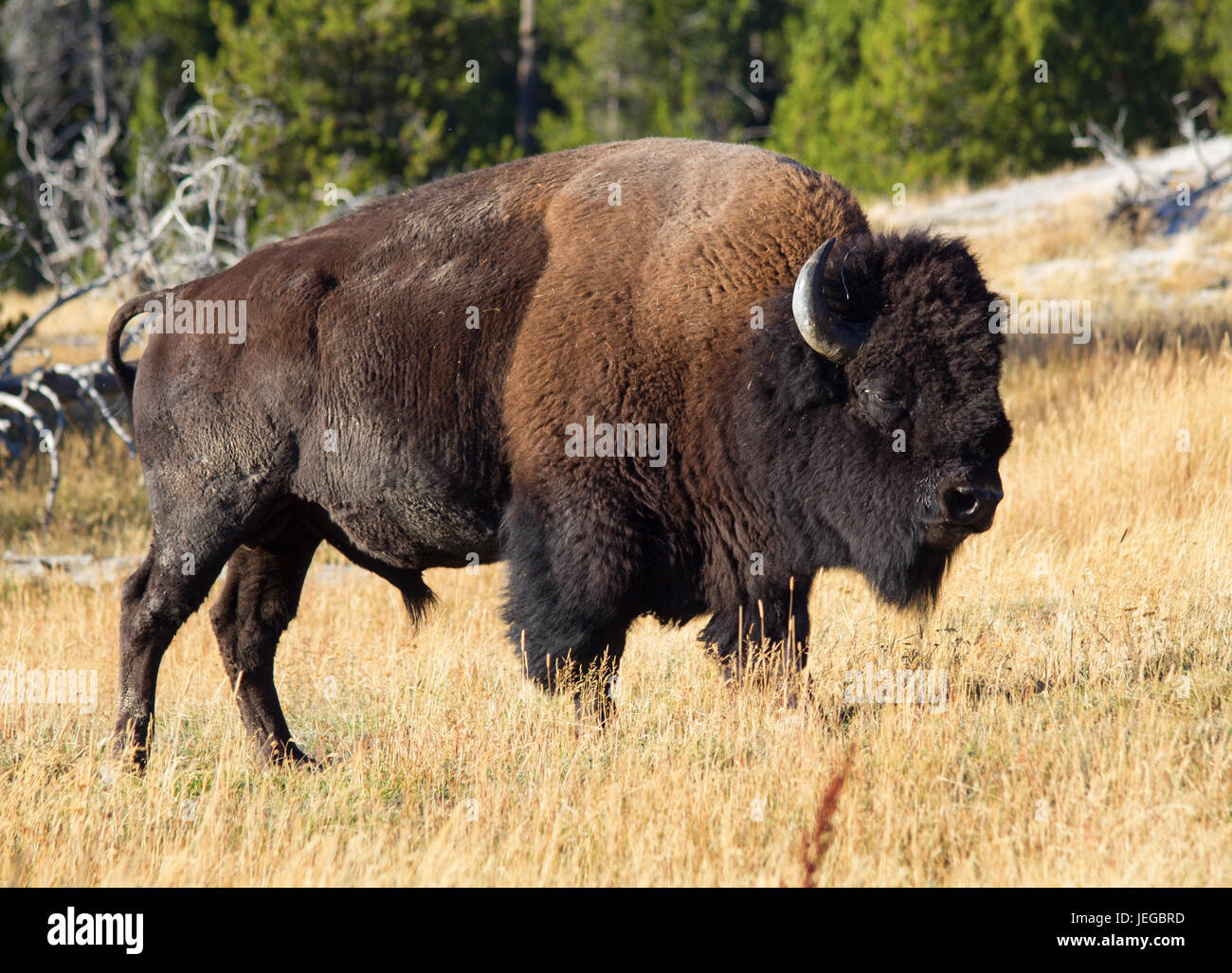 Bison in the Yellowstone national park, Wyoming, USA Stock Photo - Alamy