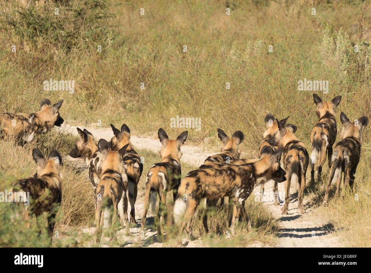 Pack Of Dogs Hunting