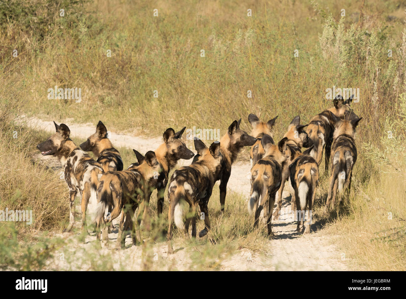 African wild cape hunting dogs hunting Stock Photo - Alamy