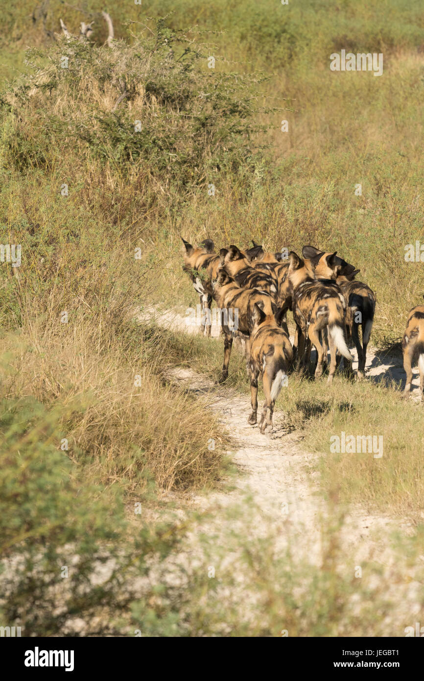 African wild cape hunting dogs hunting Stock Photo - Alamy