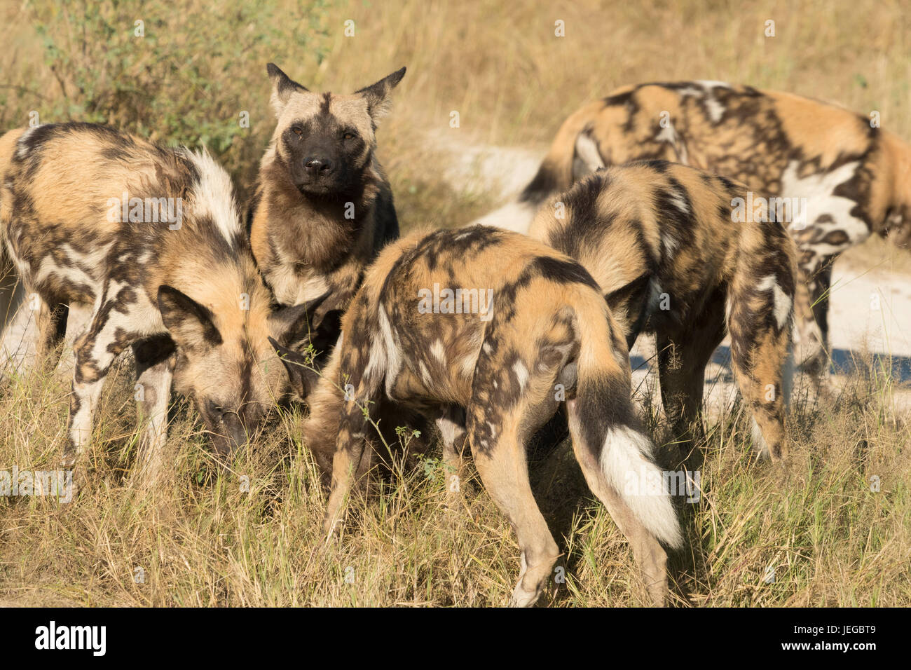 Wolf pack alpha female hi-res stock photography and images - Alamy