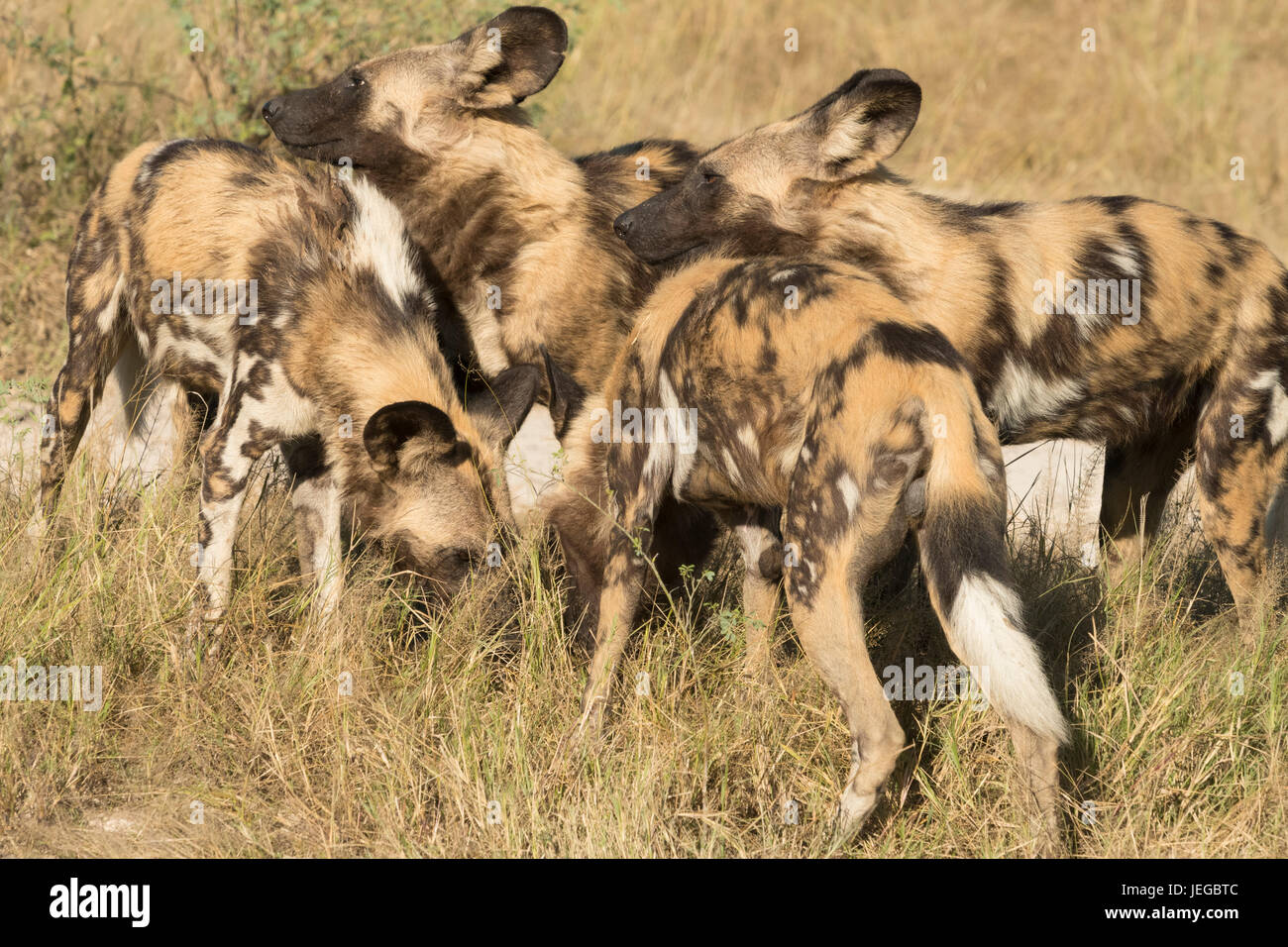 African wild cape hunting dogs hunting Stock Photo - Alamy