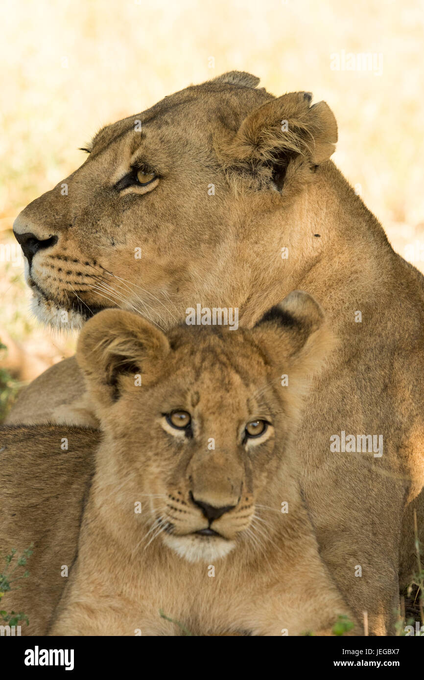 Okavango delta lion pride hi-res stock photography and images - Alamy