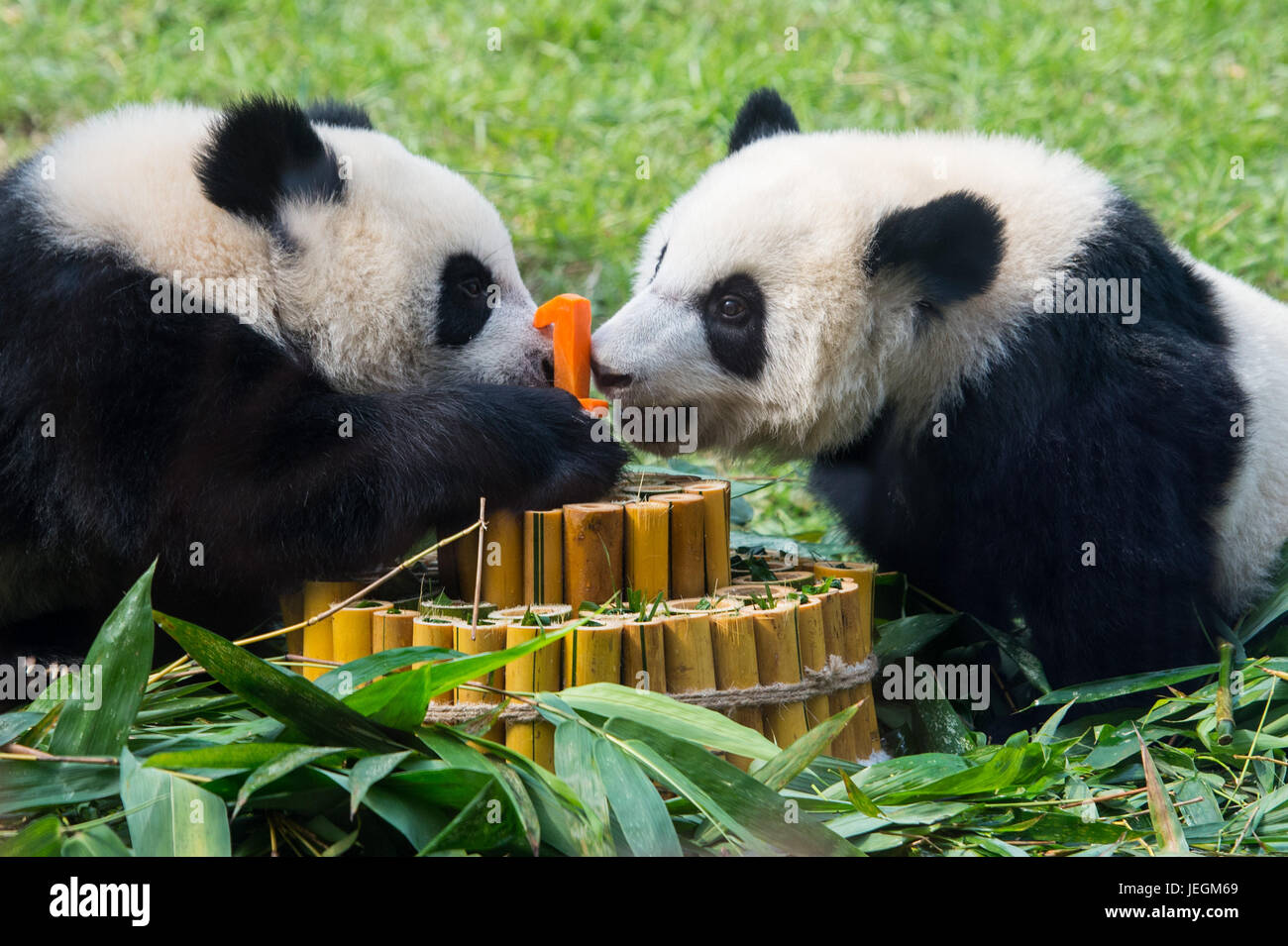 Macao. 25th June, 2017. Photo taken on June 25, 2017 shows twin panda ...