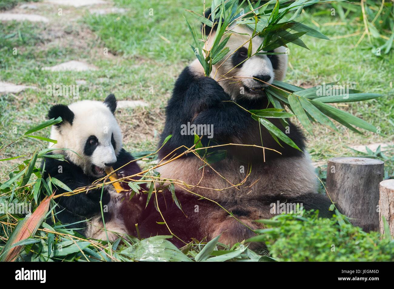 Macao. 25th June, 2017. Photo taken on June 25, 2017 shows mother panda ...