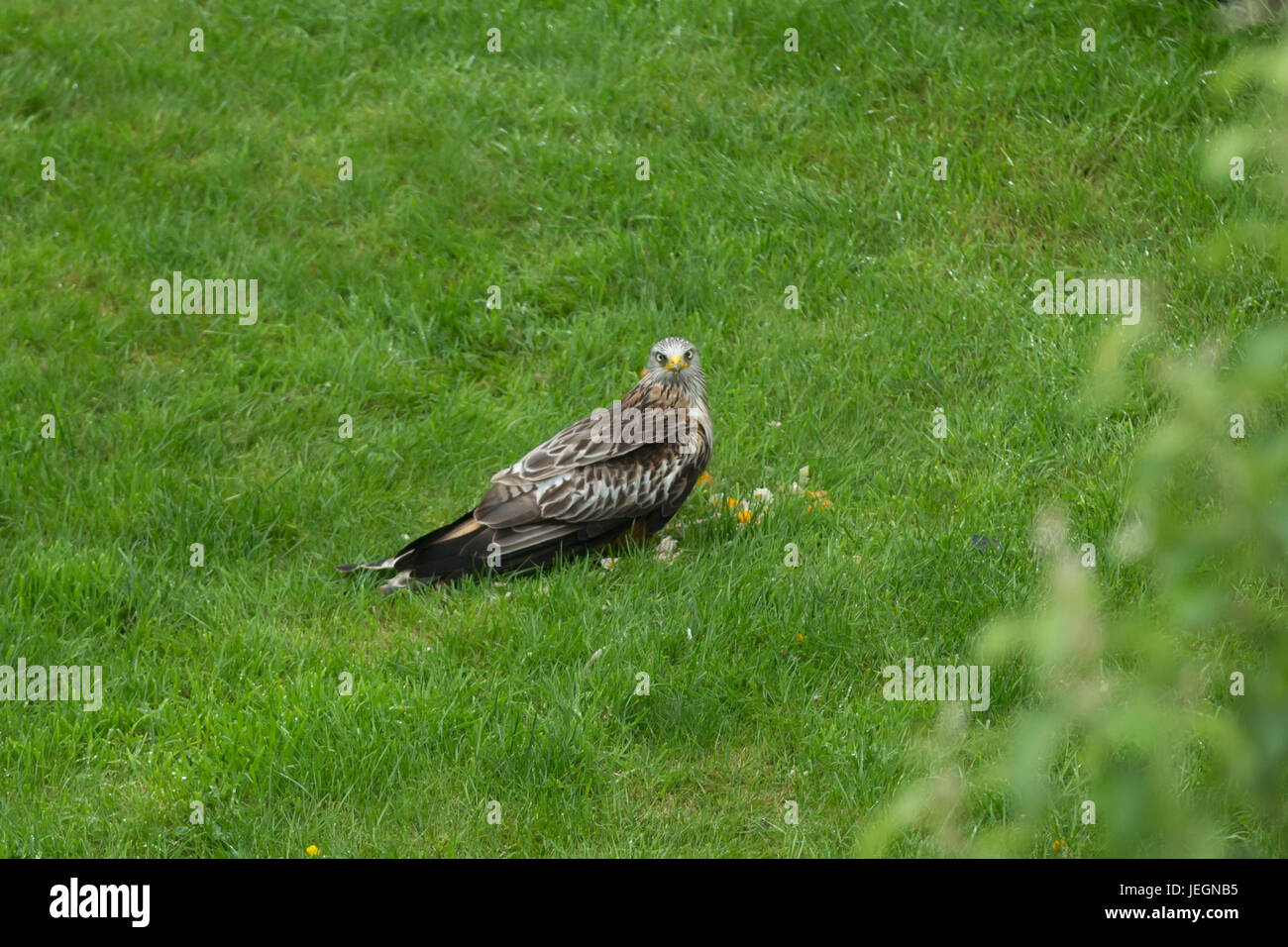 A red kite (Milvus milvus) on the ground eating food that has been ...