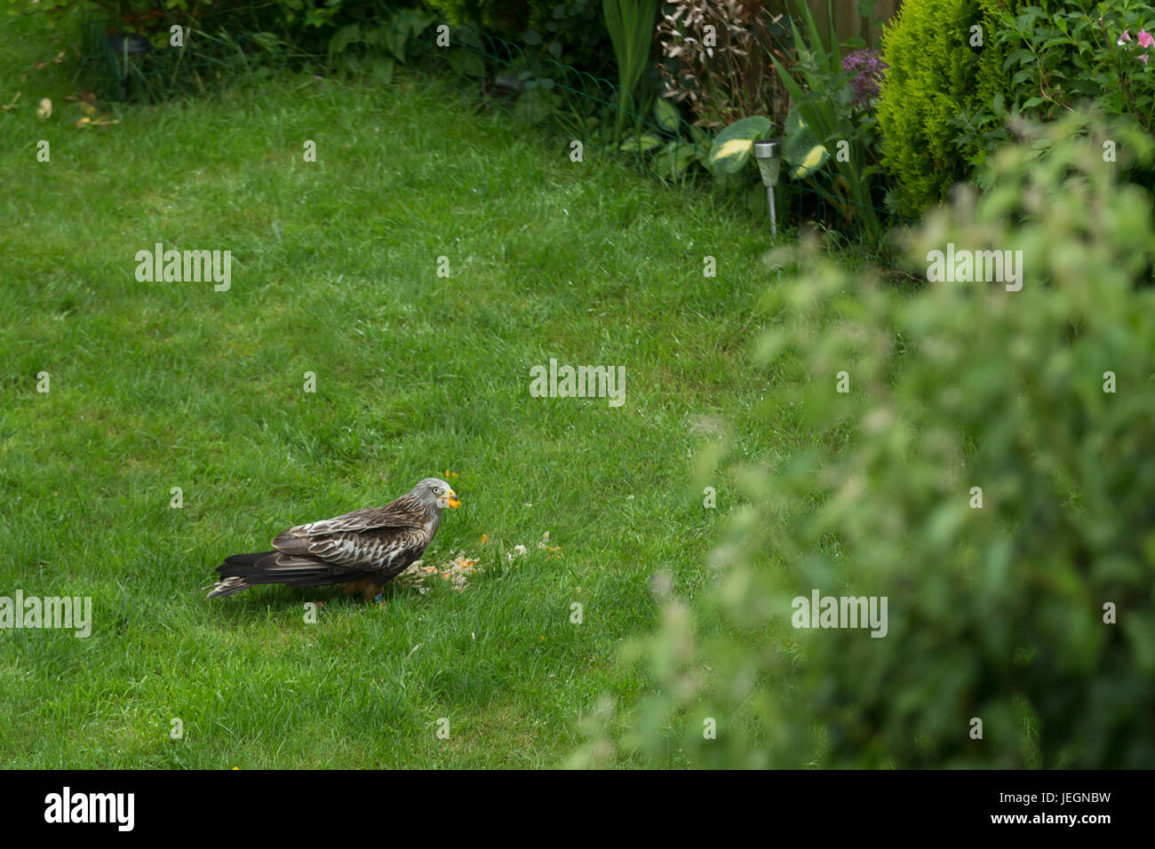 A red kite (Milvus milvus) on the ground eating food that has been ...