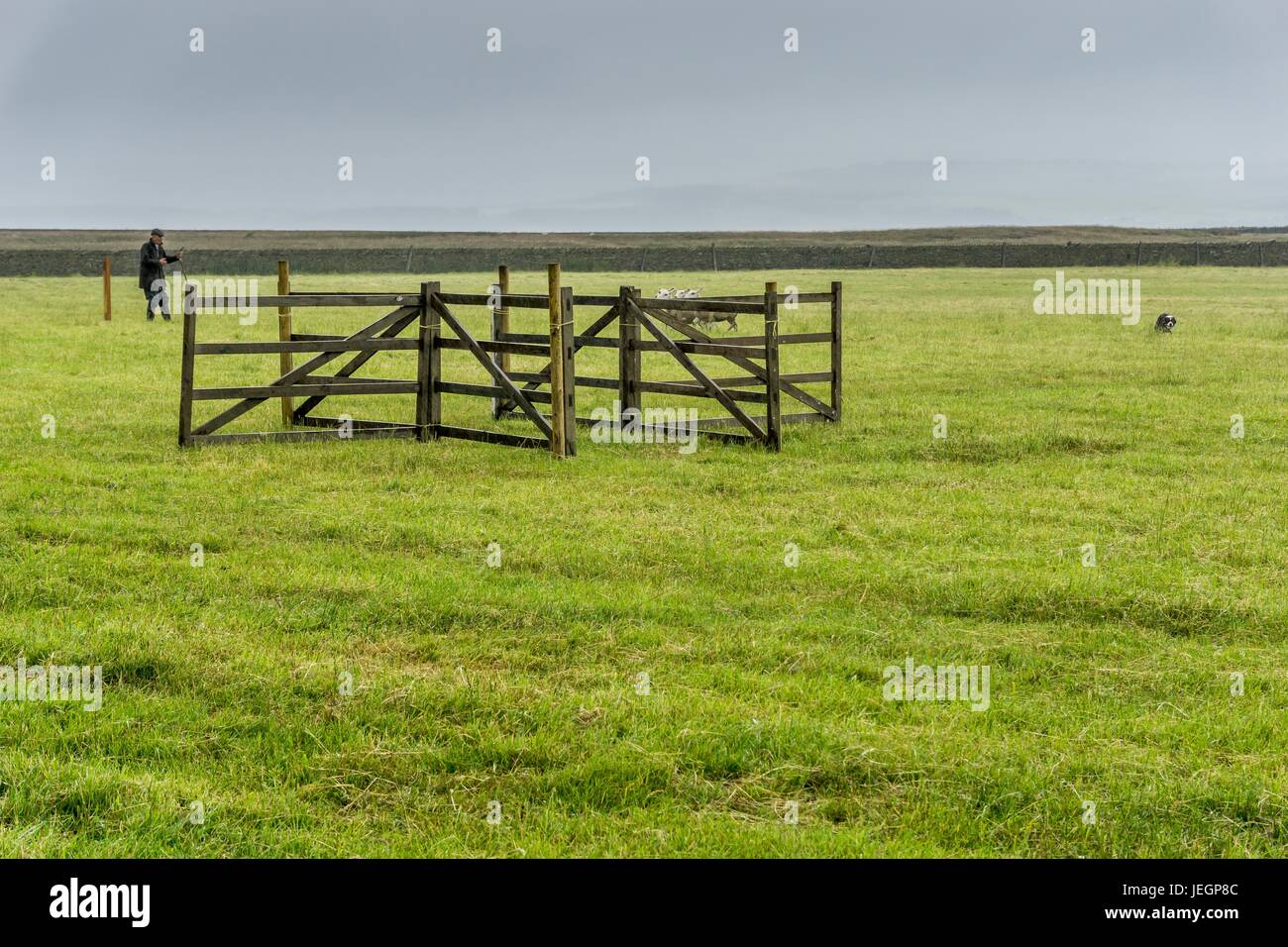Sheep trials hi-res stock photography and images - Alamy
