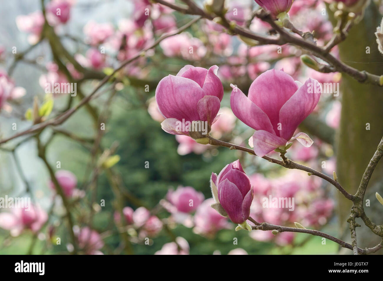 Magnolia soulangeana rustica rubra hi-res stock photography and images ...