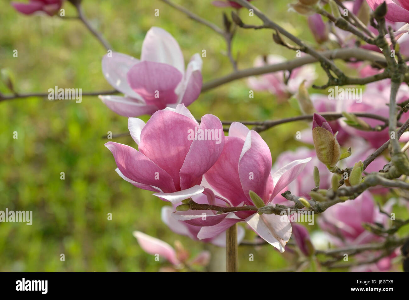Tulip magnolia, Magnolia soulangeana Rustica Rubra , Tulpen-Magnolie ...