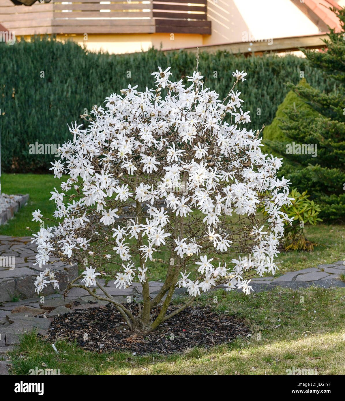 Star magnolia, Magnolia stellata , Stern-Magnolie (Magnolia stellata ...