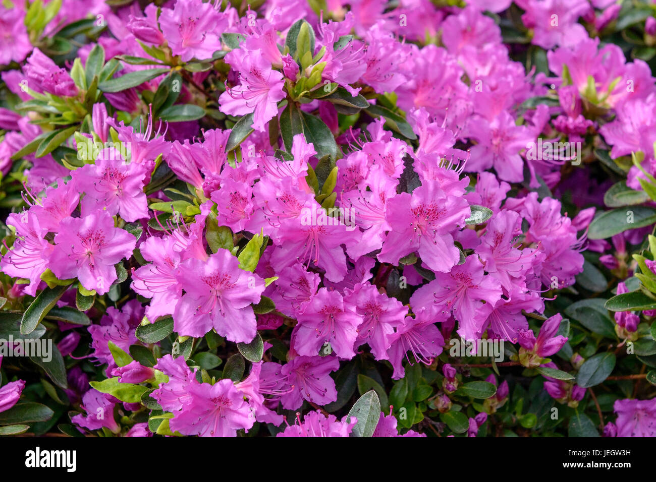 Kings stone hi-res stock photography and images - Alamy