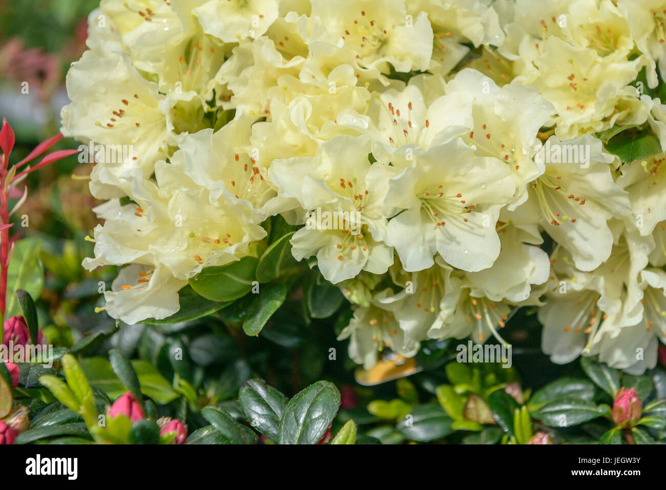 Keisukes rhododendron, rhododendron Patty Bee , Keisukes Rhododendron ...