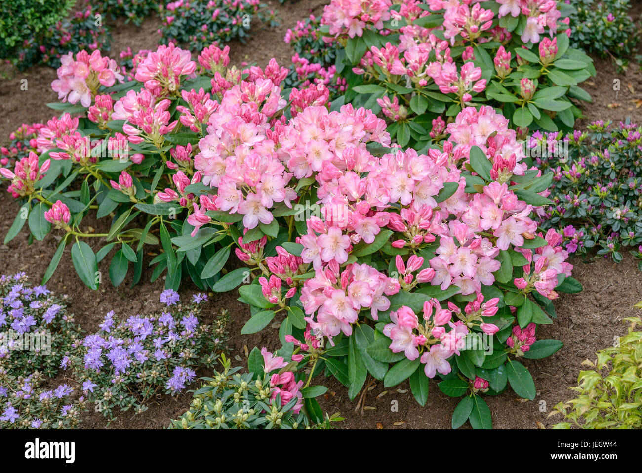 Rhododendron percy wiseman hi-res stock photography and images - Alamy