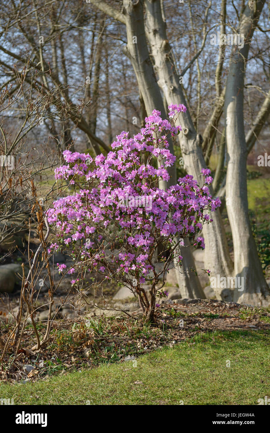 Prespring rhododendron, rhododendron Praecox , Vorfrühlings ...