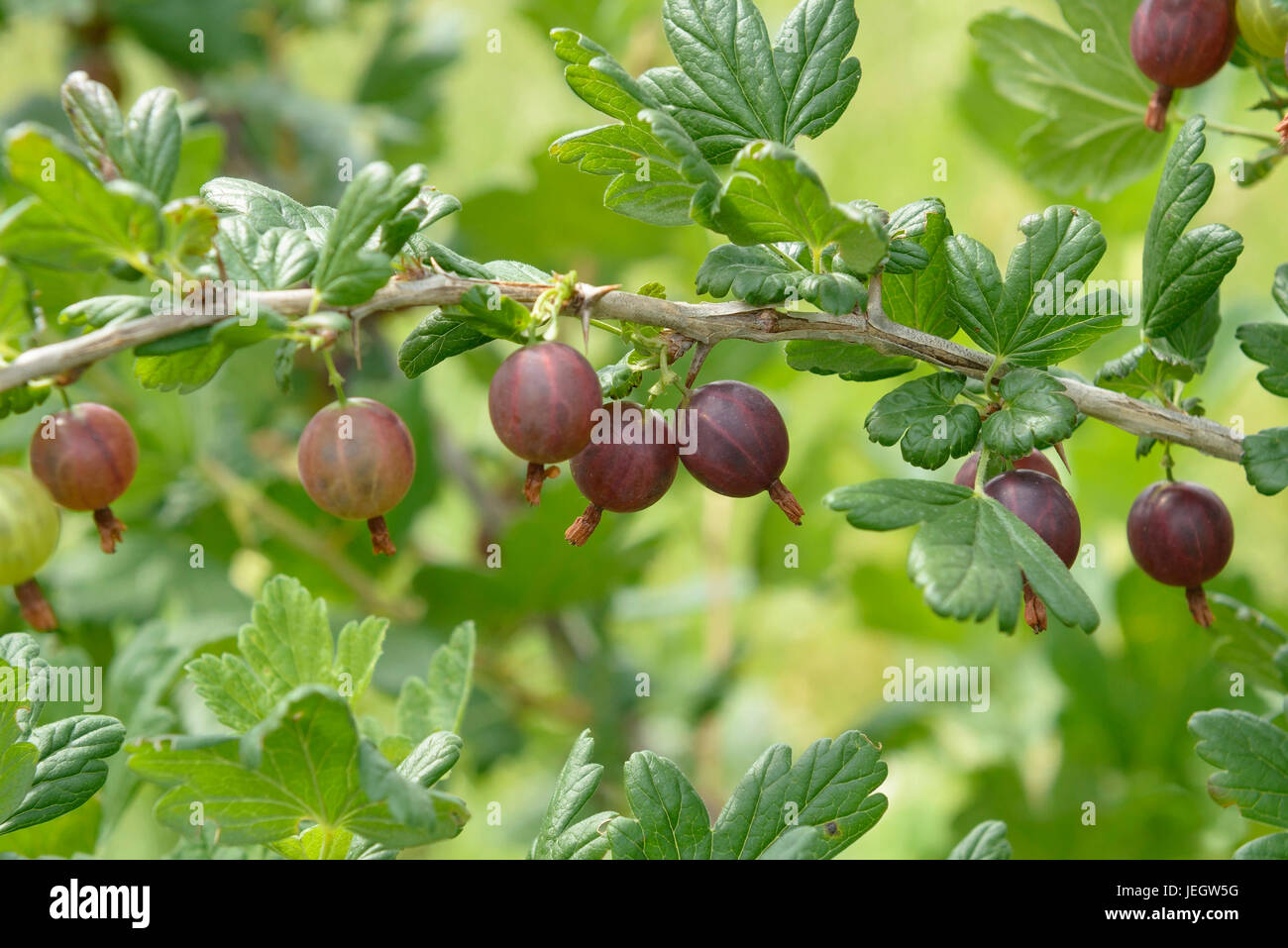 Rote Stachelbeere High Resolution Stock Photography and Images - Alamy