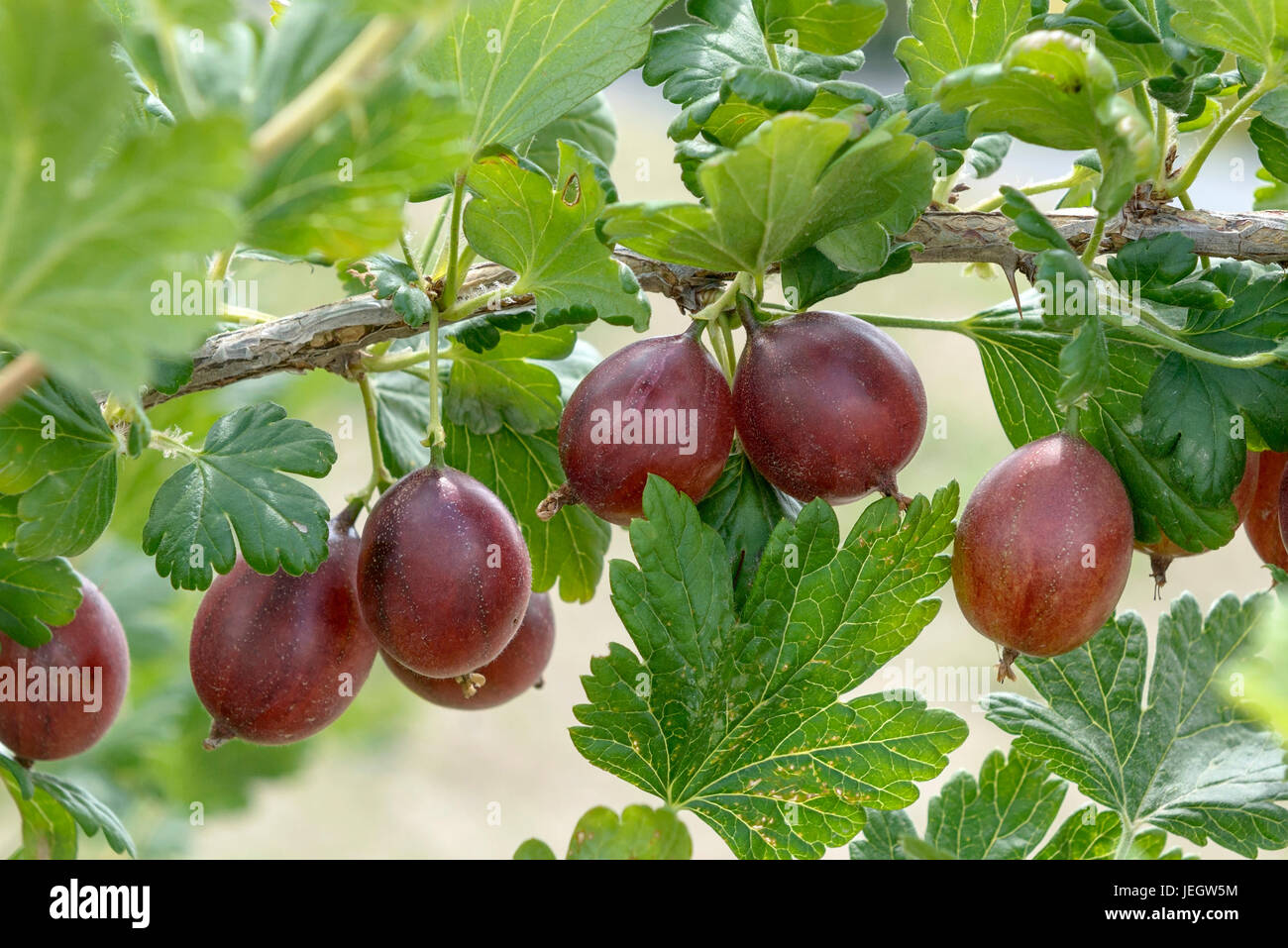 Redeva hi-res stock photography and images - Alamy