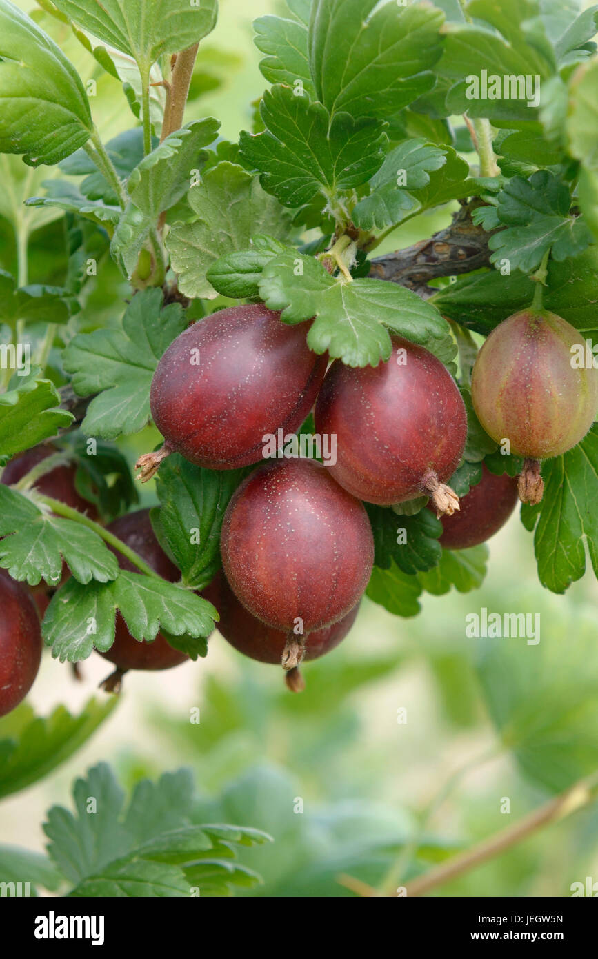 Redeva hi-res stock photography and images - Alamy