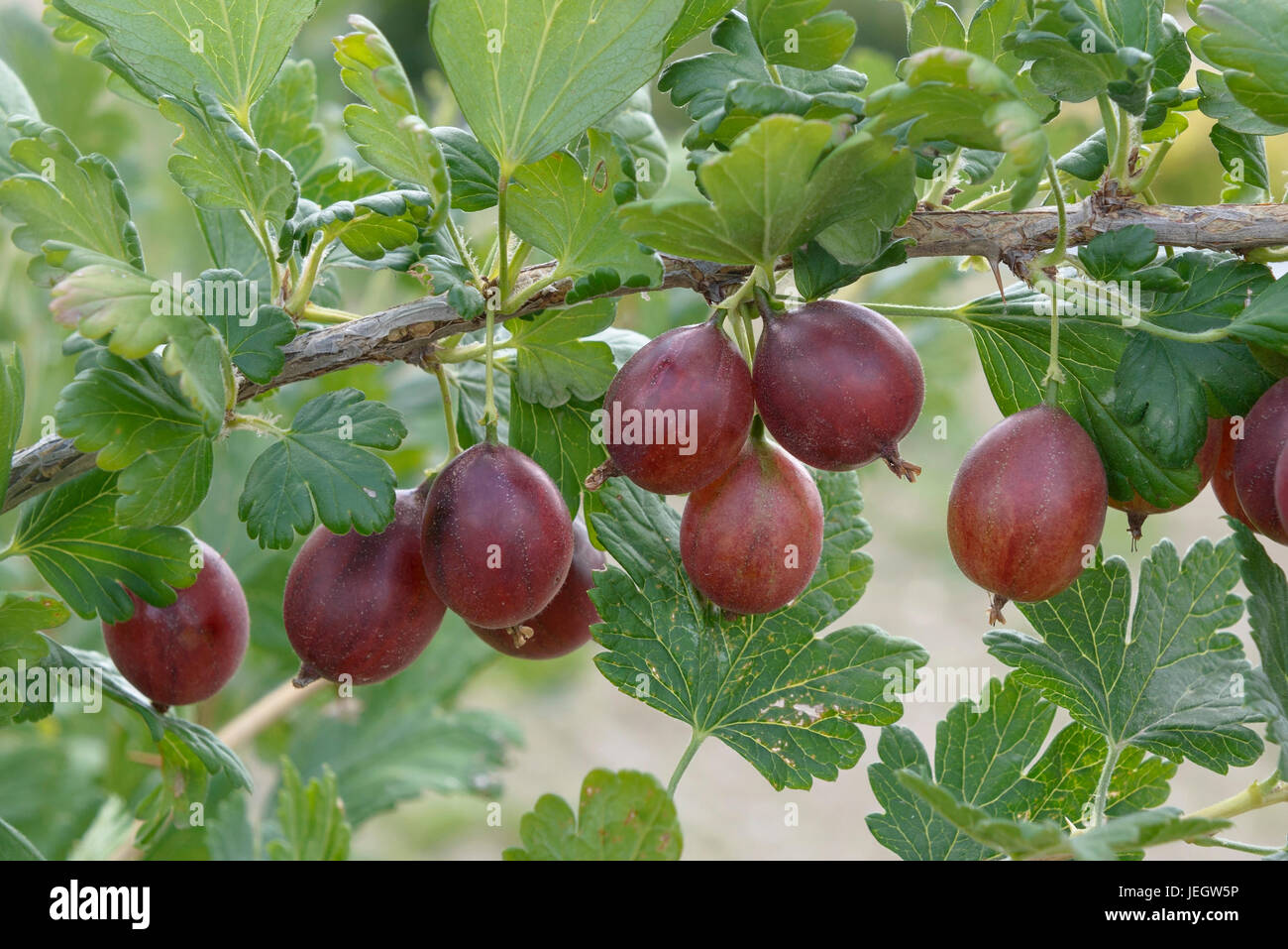 Gooseberry, Ribes uva-crispa Redeva , Stachelbeere (Ribes uva-crispa ...