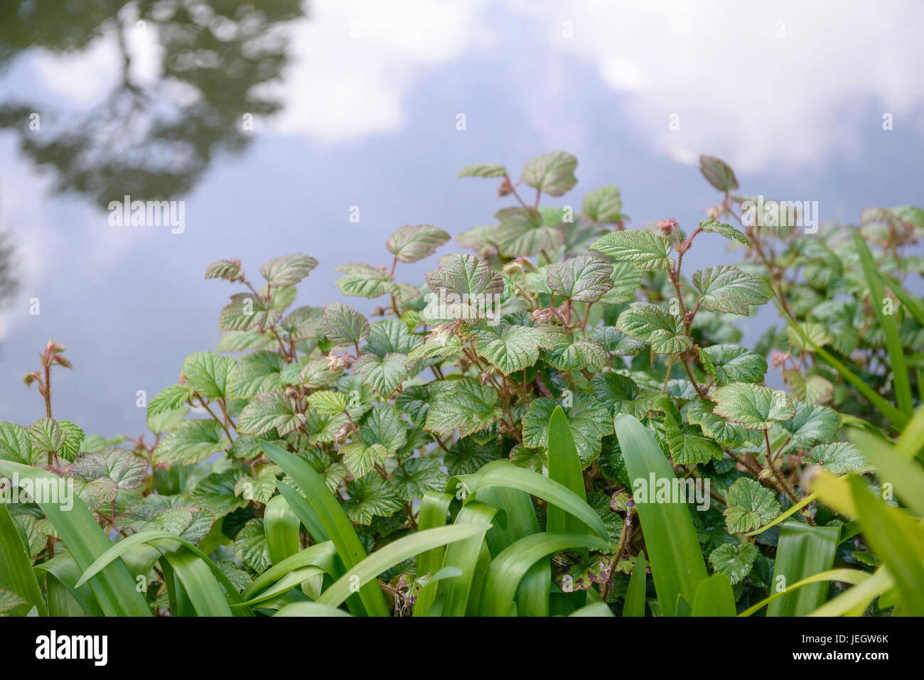 Rubus tricolour hi-res stock photography and images - Alamy