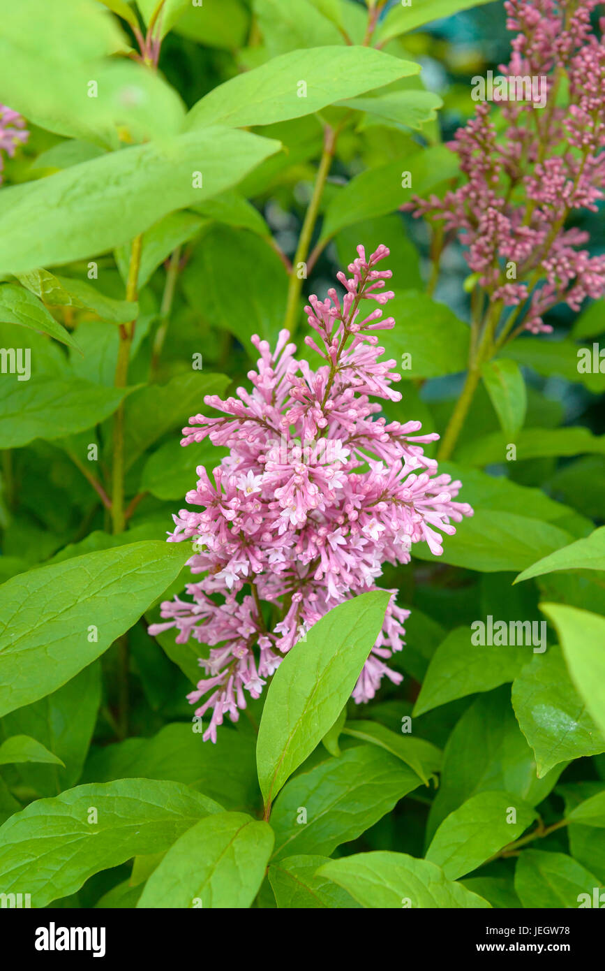 Syringa james macfarlane canadian lilac hi-res stock photography and ...