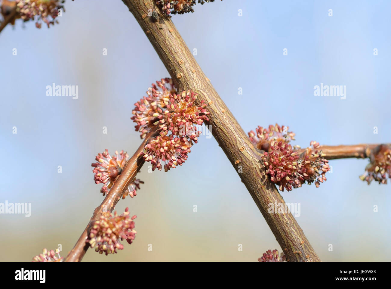 Field Elm Stock Photos & Field Elm Stock Images - Alamy