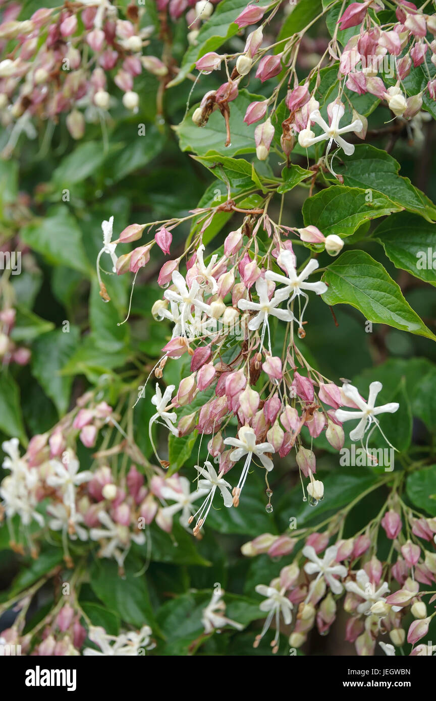 Japanese loose tree, Clerodendrum trichotomum , Japanischer Losbaum ...