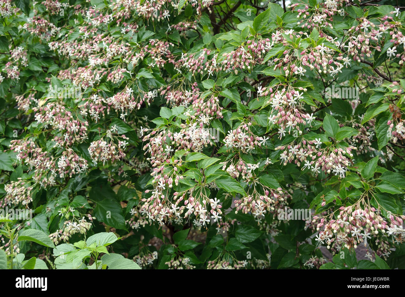 Japanese loose tree, Clerodendrum trichotomum , Japanischer Losbaum ...