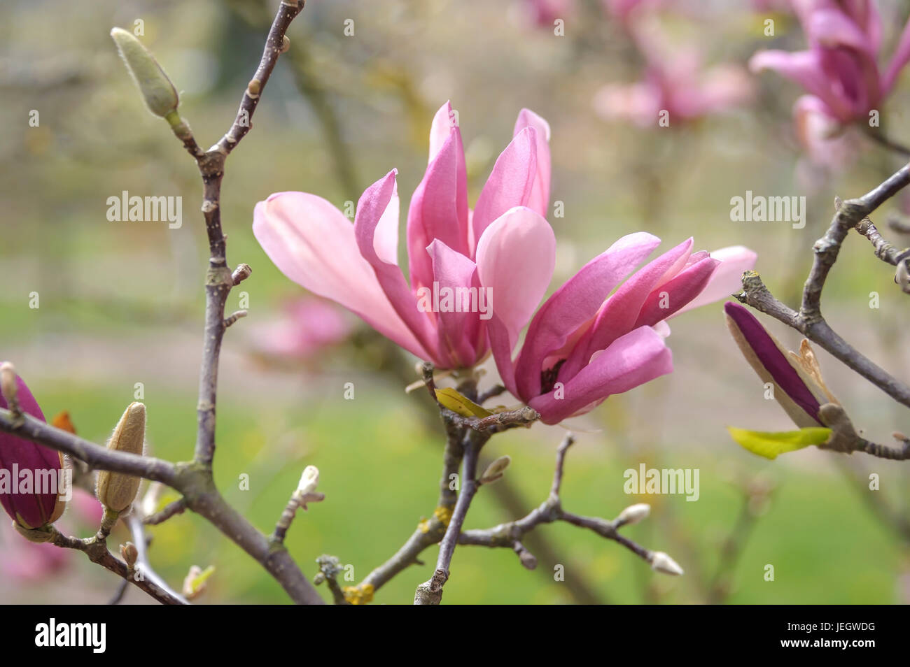 Magnolia, Magnolia Ricki , Magnolie (Magnolia 'Ricki' Stock Photo - Alamy