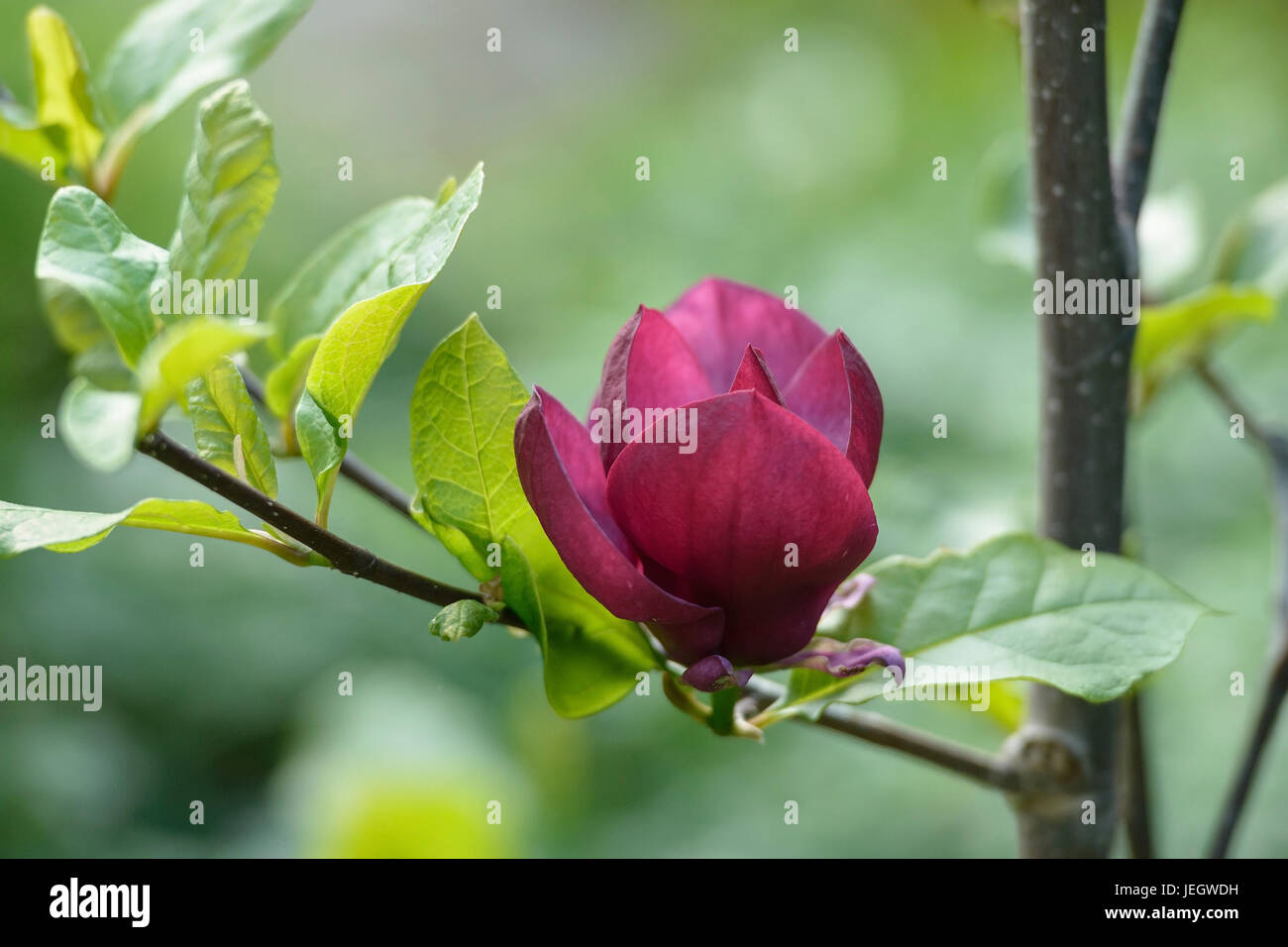Magnolia soulangeana geni hi-res stock photography and images - Alamy