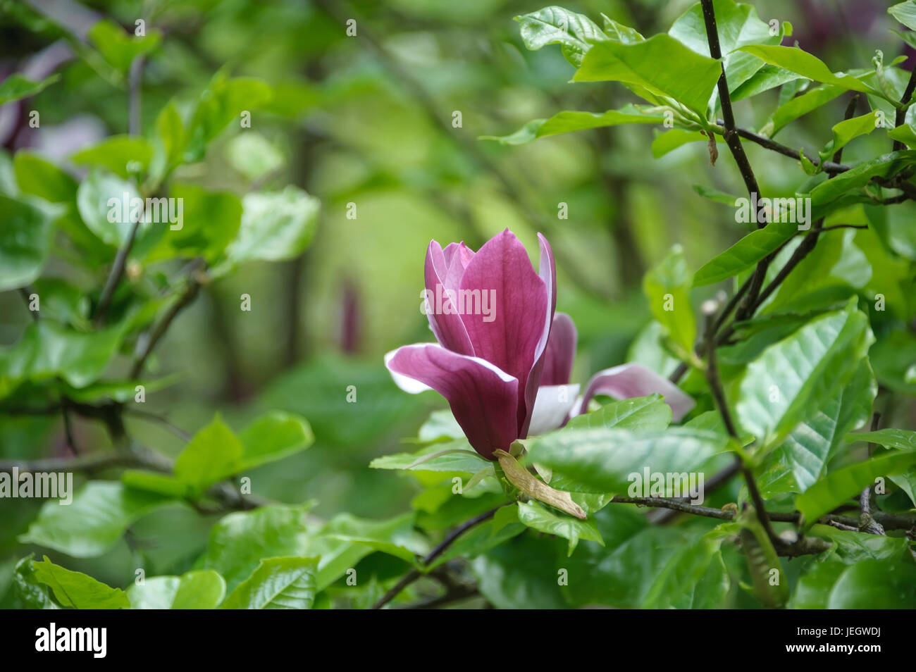 Magenta magnolia, Magnolia liliiflora Nigra , Purpur-Magnolie (Magnolia ...