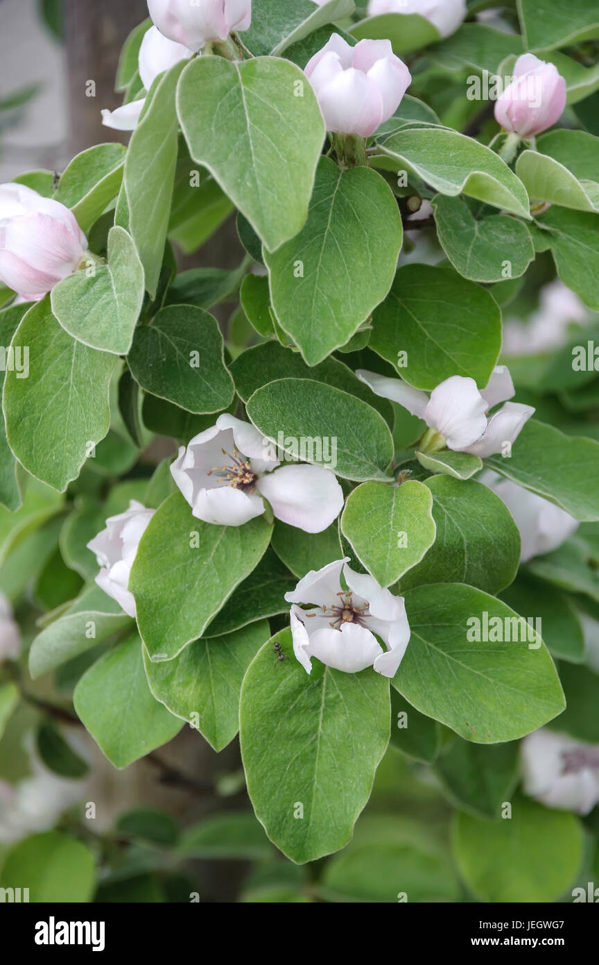 Cydonia oblonga konstantinopeler hi-res stock photography and images ...