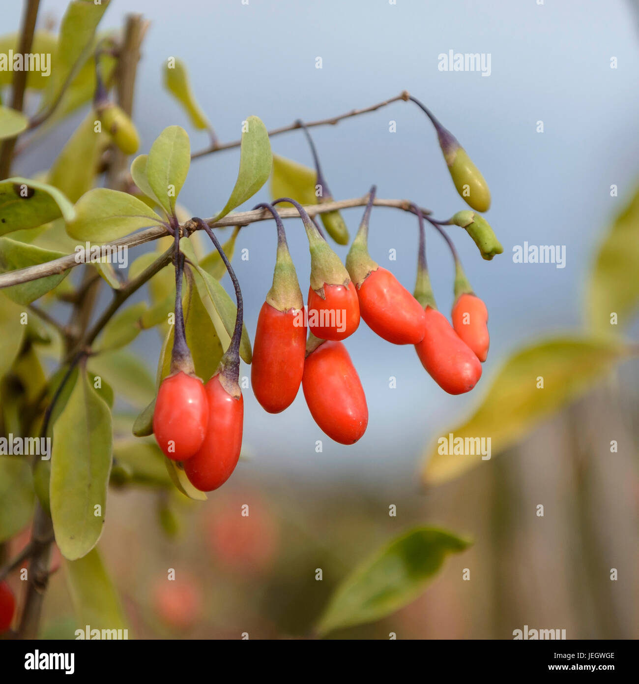 Goji berry, Lycium barbarum New Big , Goji-Beere (Lycium barbarum 'New ...
