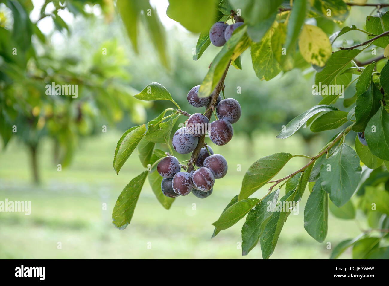 Plum, Prunus domestica opal , Pflaume (Prunus domestica 'Opal' Stock ...