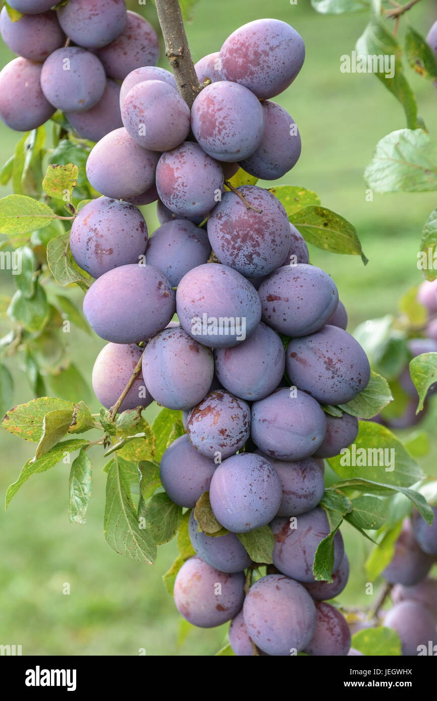 Plum, Prunus domestica President , Zwetsche (Prunus domestica ...