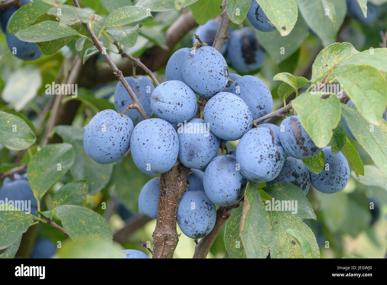 Prunus spin hi-res stock photography and images - Alamy