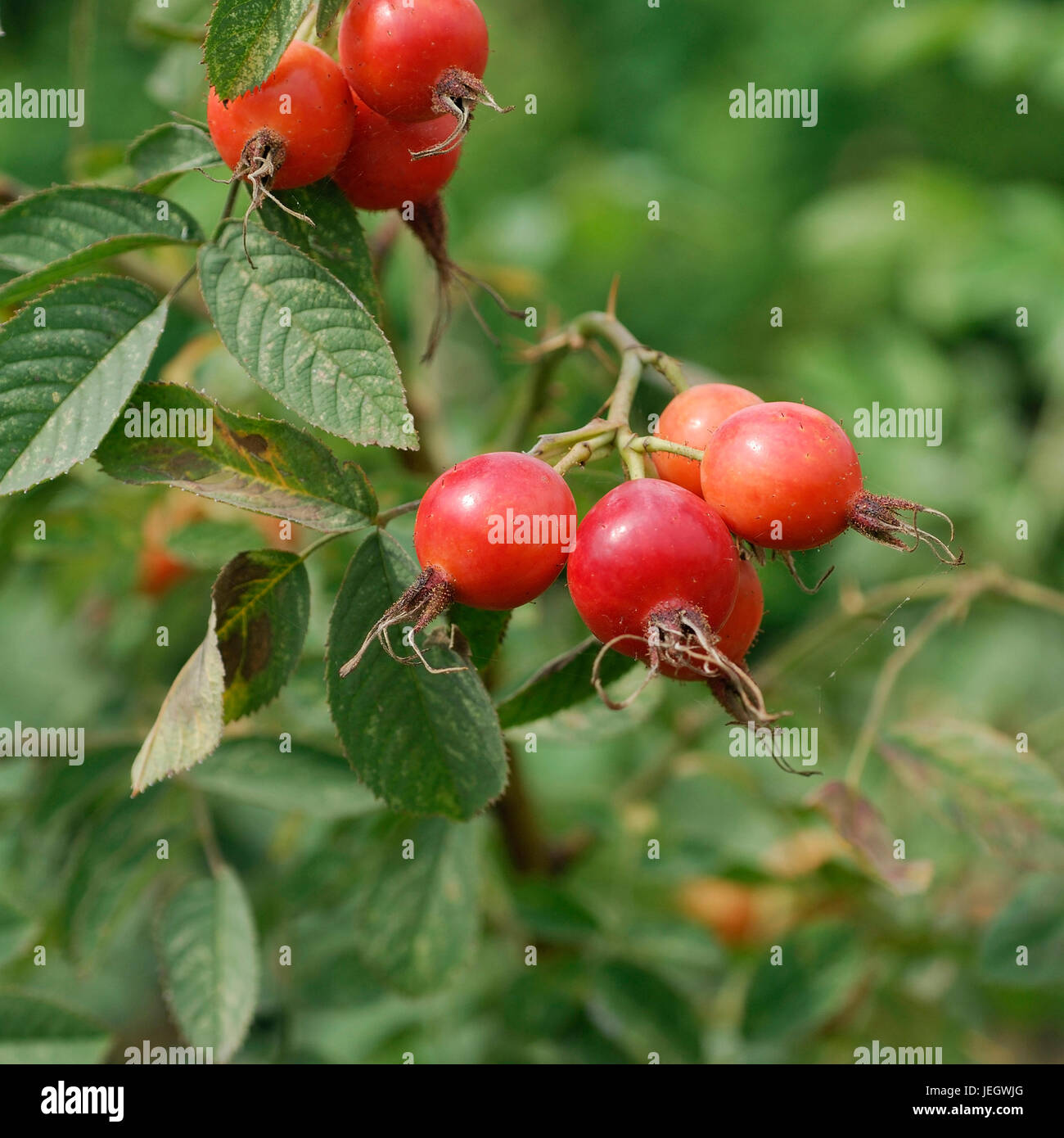 Apple rose, Rose villosa , Apfel-Rose (Rosa villosa Stock Photo - Alamy