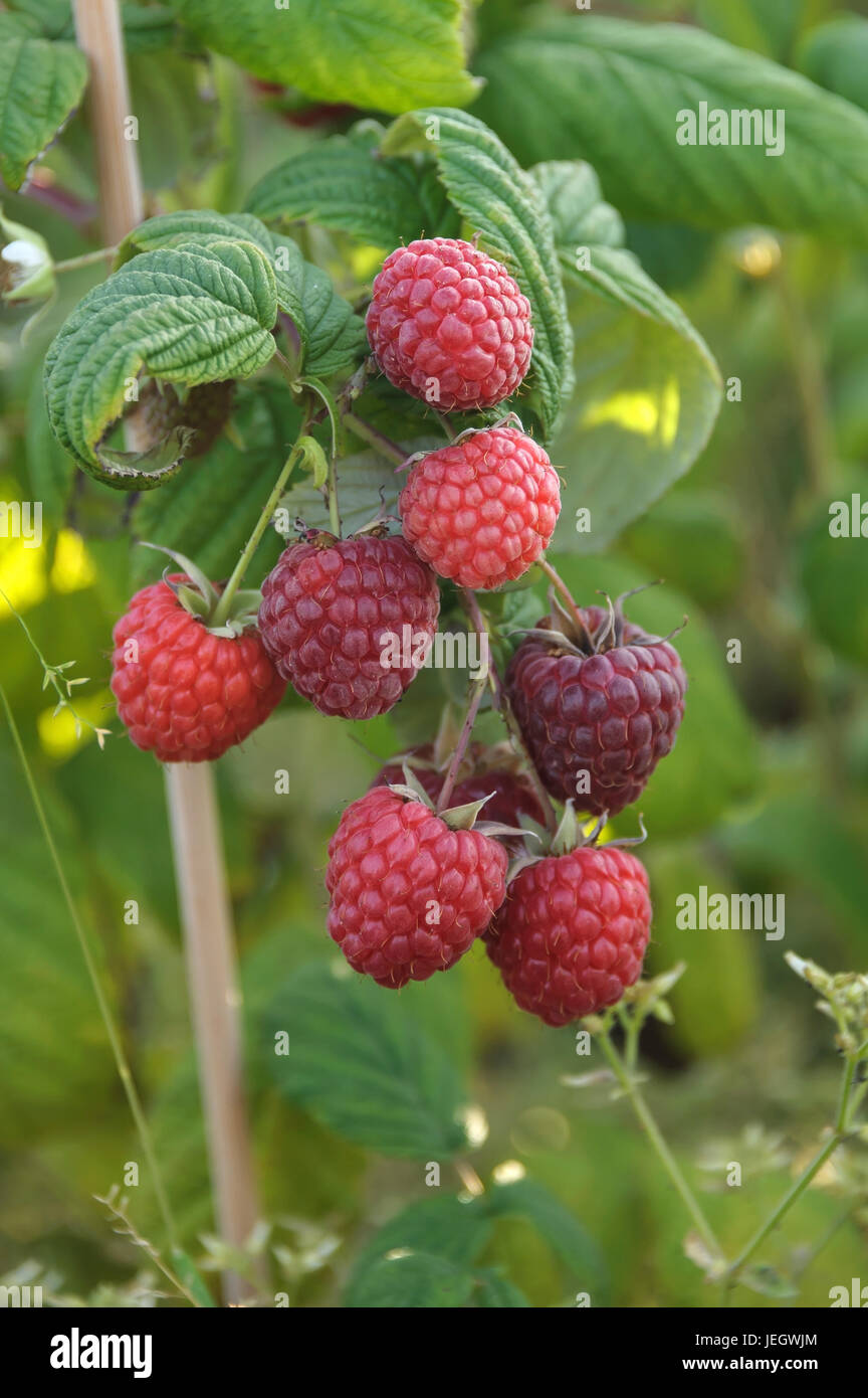 Raspberry, Rubus idaeus Pokusa , Himbeere (Rubus idaeus 'Pokusa' Stock ...
