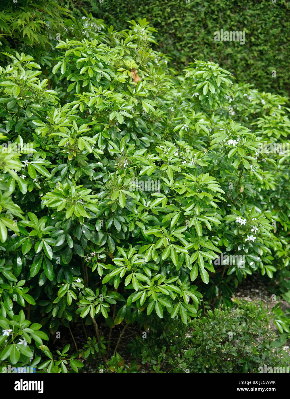 Orange flower, Choisya ternata , Orangenblume (Choisya ternata Stock ...
