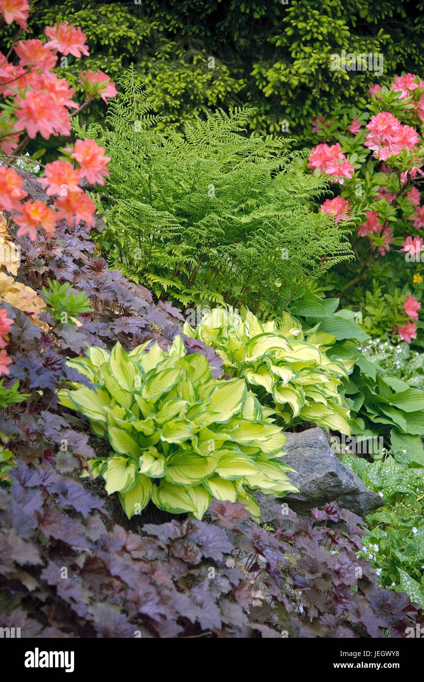 Golden sheet-Funkie, Hosta gold standard, magenta little bell, Heuchera ...