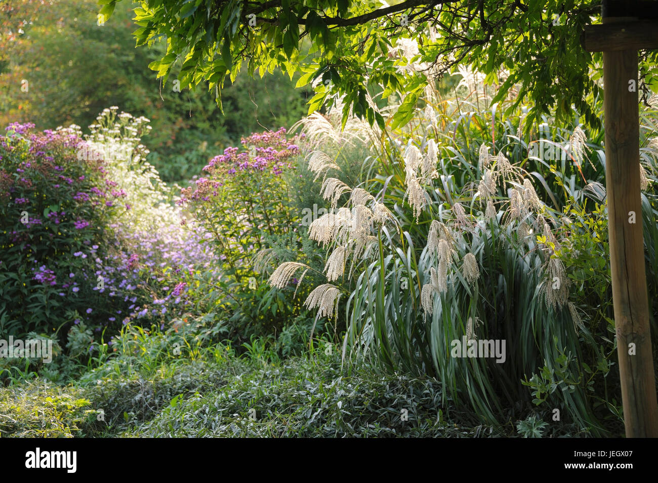 China reed, Miscanthus sinensis silver feather , Chinaschilf ...
