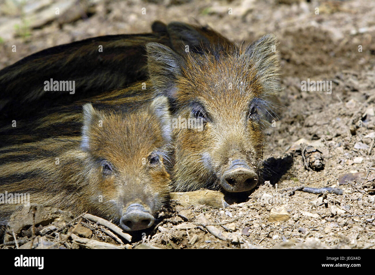Two young wildly boars lie in the mud, wildly boars, Sus scrofa,, Zwei ...
